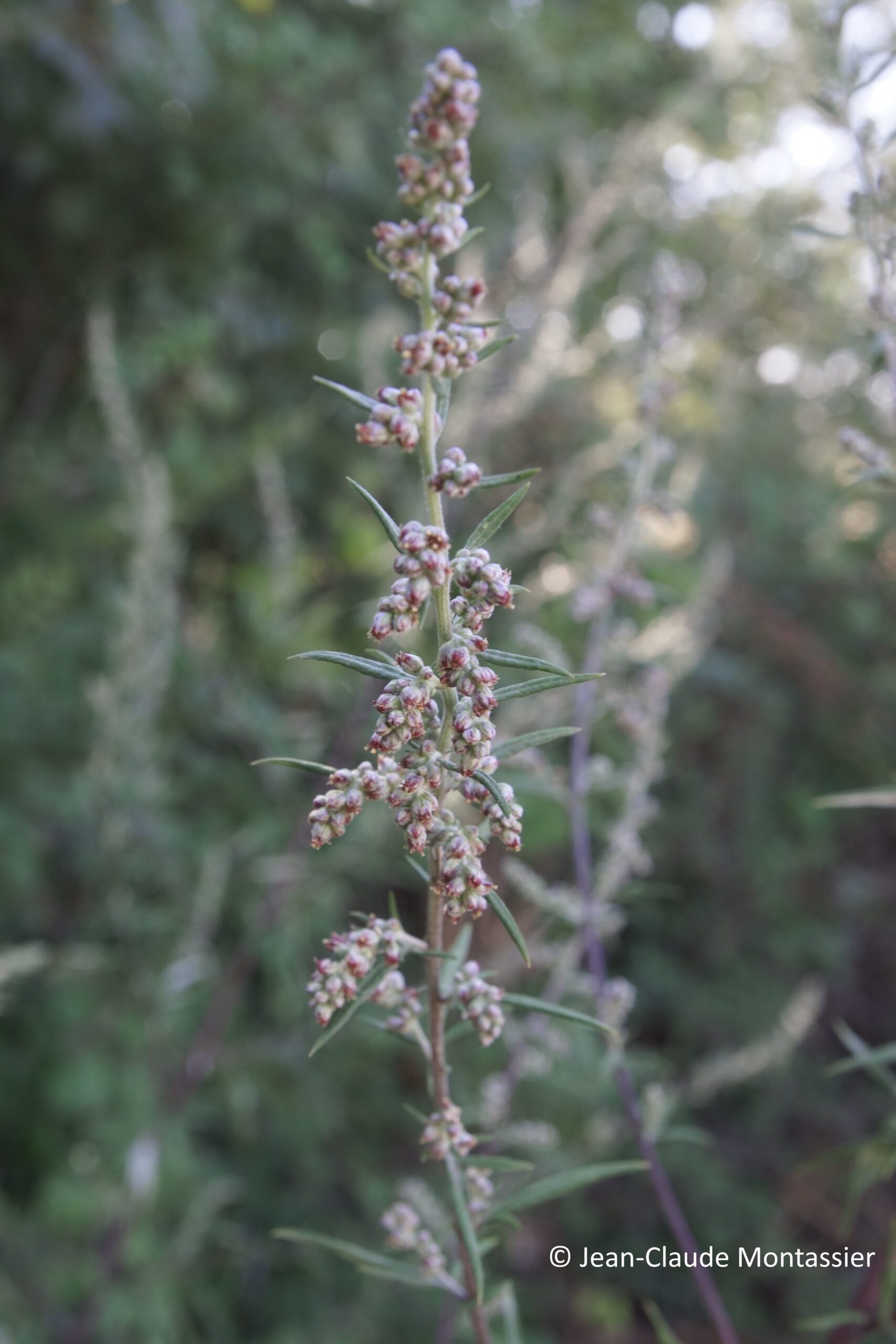 Le chemin du Pont-Chobert - Saint-Philbert-de-Bouaine